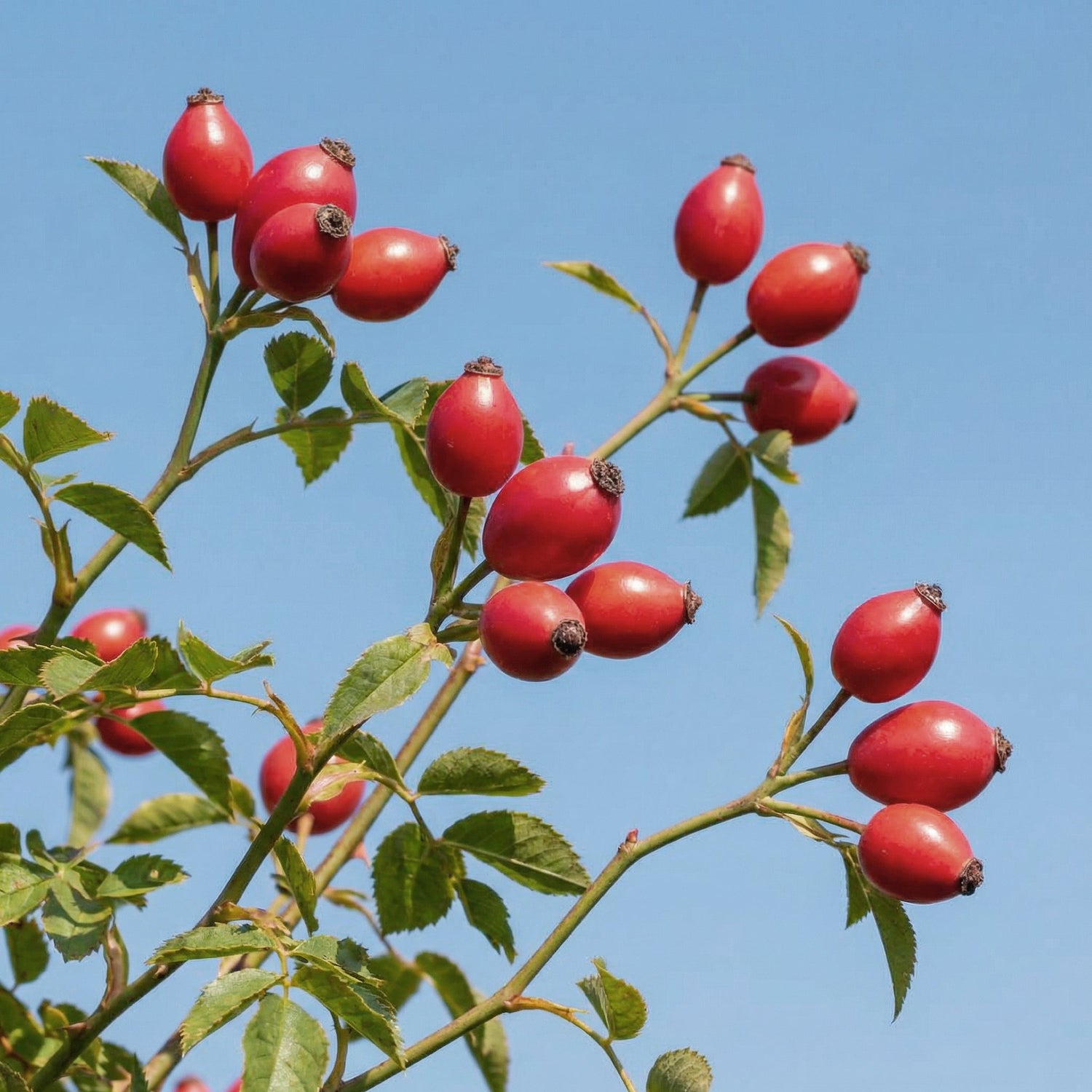 Rosehip for wounds: when and how to use it? | Atlantia® - atlantialoe